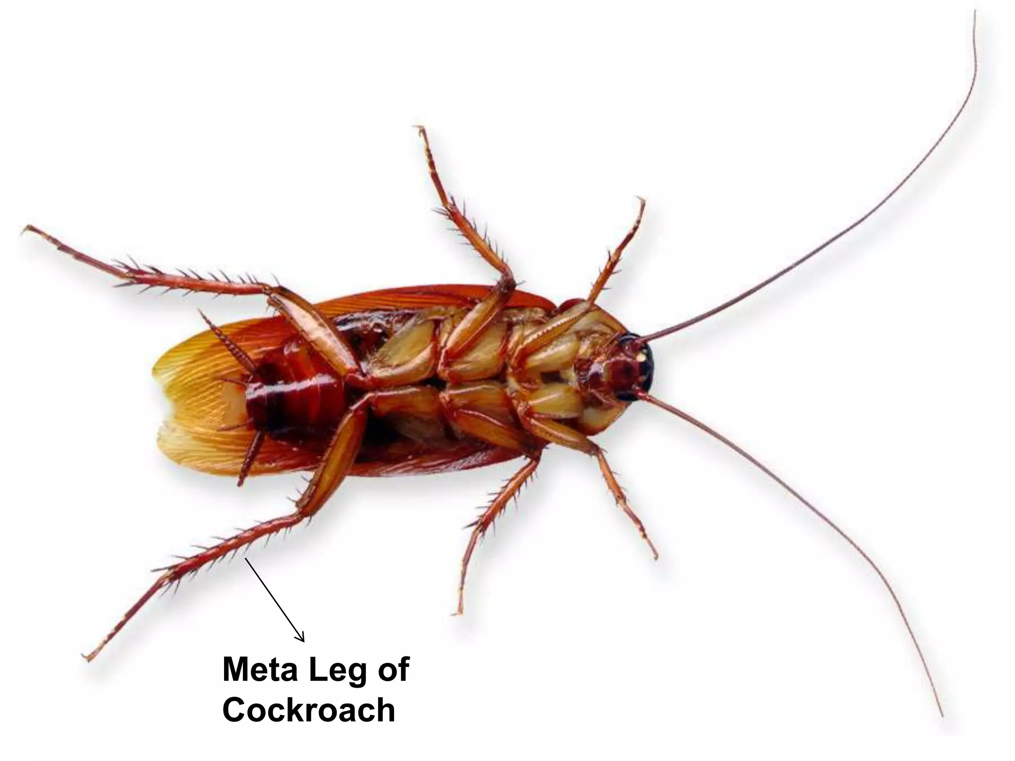 Ambulatory & Cursorial legs modification of Insects by M.Salman | PPTX