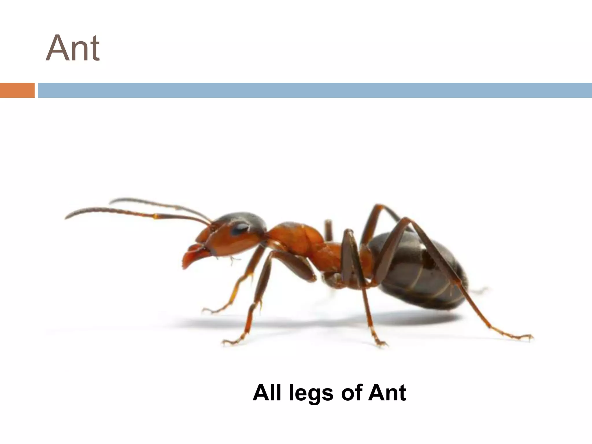 Ambulatory & Cursorial legs modification of Insects by M.Salman | PPTX
