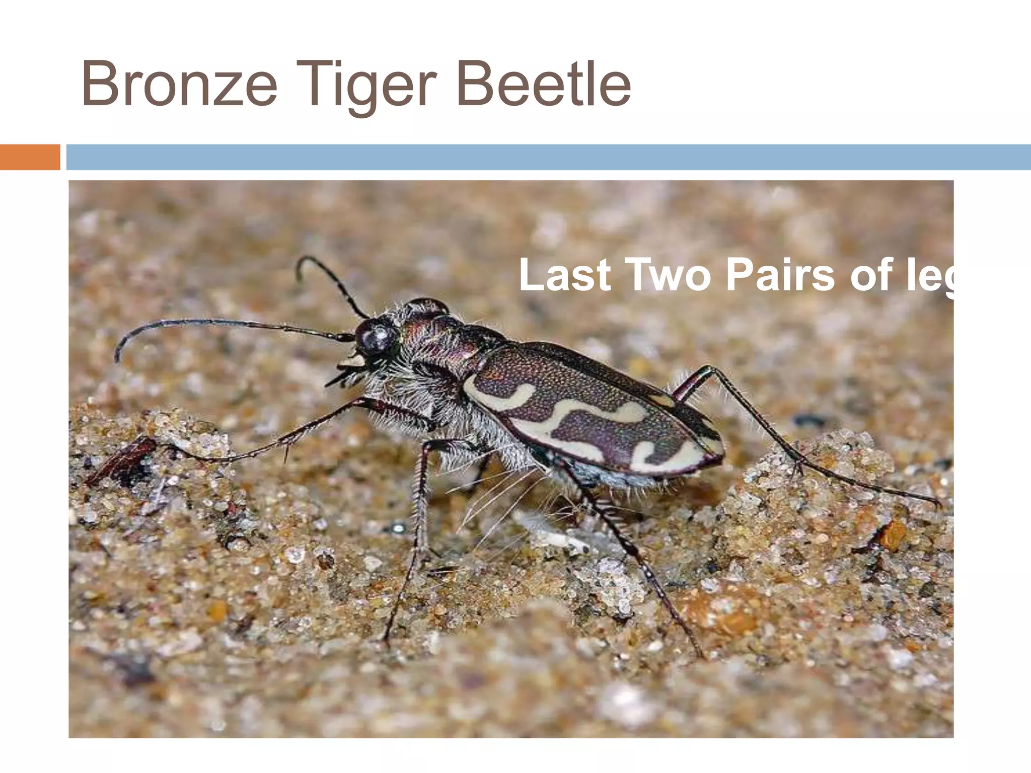 Ambulatory & Cursorial legs modification of Insects by M.Salman | PPTX