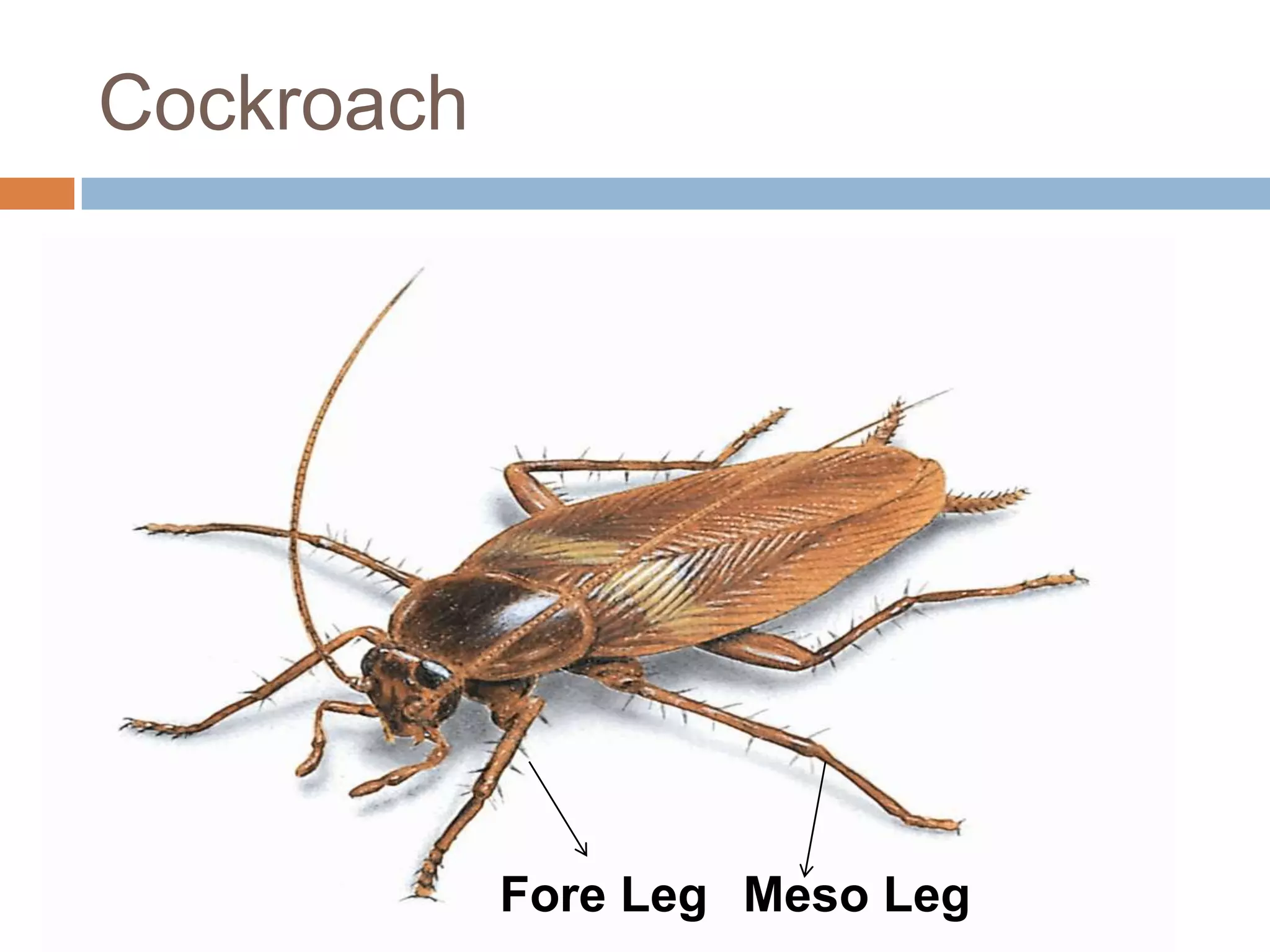 Ambulatory & Cursorial legs modification of Insects by M.Salman | PPT