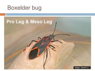 Ambulatory & Cursorial legs modification of Insects by M.Salman | PPT