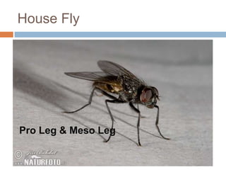 Ambulatory & Cursorial legs modification of Insects by M.Salman | PPTX