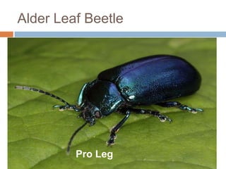 Ambulatory & Cursorial legs modification of Insects by M.Salman | PPT