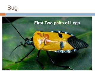 Ambulatory & Cursorial legs modification of Insects by M.Salman | PPTX