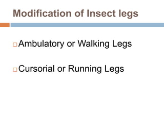 Ambulatory & Cursorial legs modification of Insects by M.Salman | PPTX