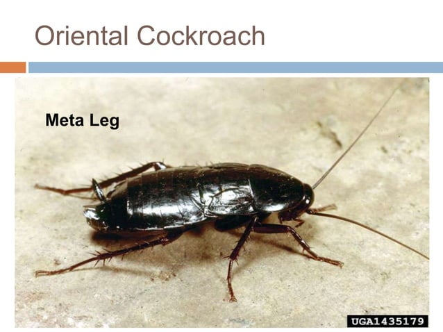 Ambulatory & Cursorial legs modification of Insects by M.Salman | PPTX ...