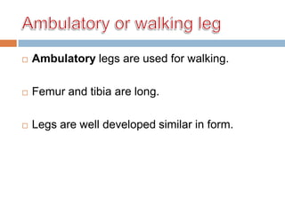 Ambulatory & Cursorial legs modification of Insects by M.Salman | PPTX