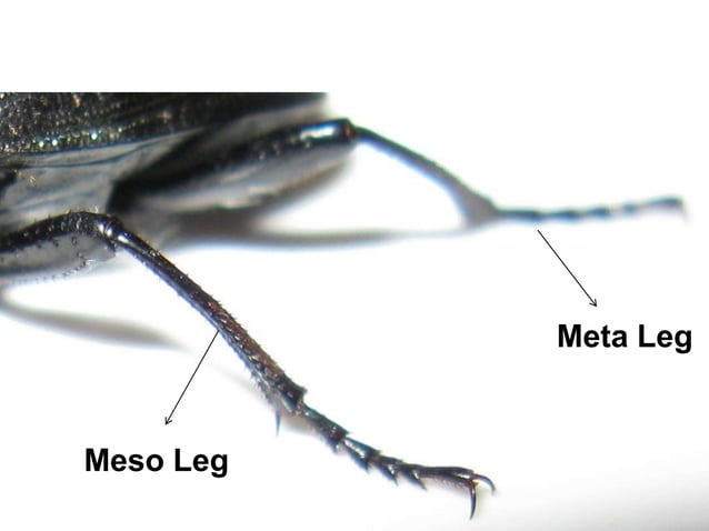 Ambulatory & Cursorial legs modification of Insects by M.Salman | PPT