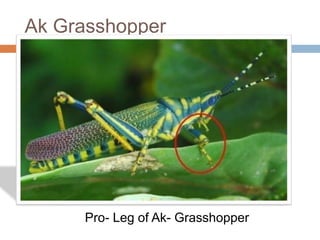 Ambulatory & Cursorial legs modification of Insects by M.Salman | PPTX ...
