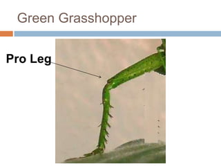 Ambulatory & Cursorial legs modification of Insects by M.Salman | PPTX