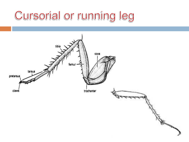Ambulatory & Cursorial legs modification of Insects by M.Salman