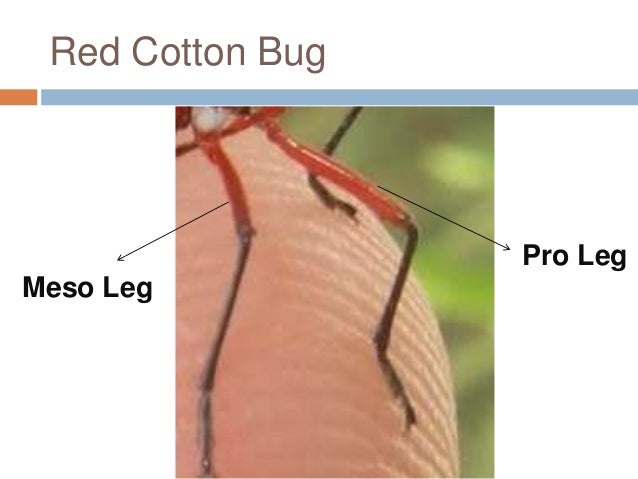 Ambulatory & Cursorial legs modification of Insects by M.Salman
