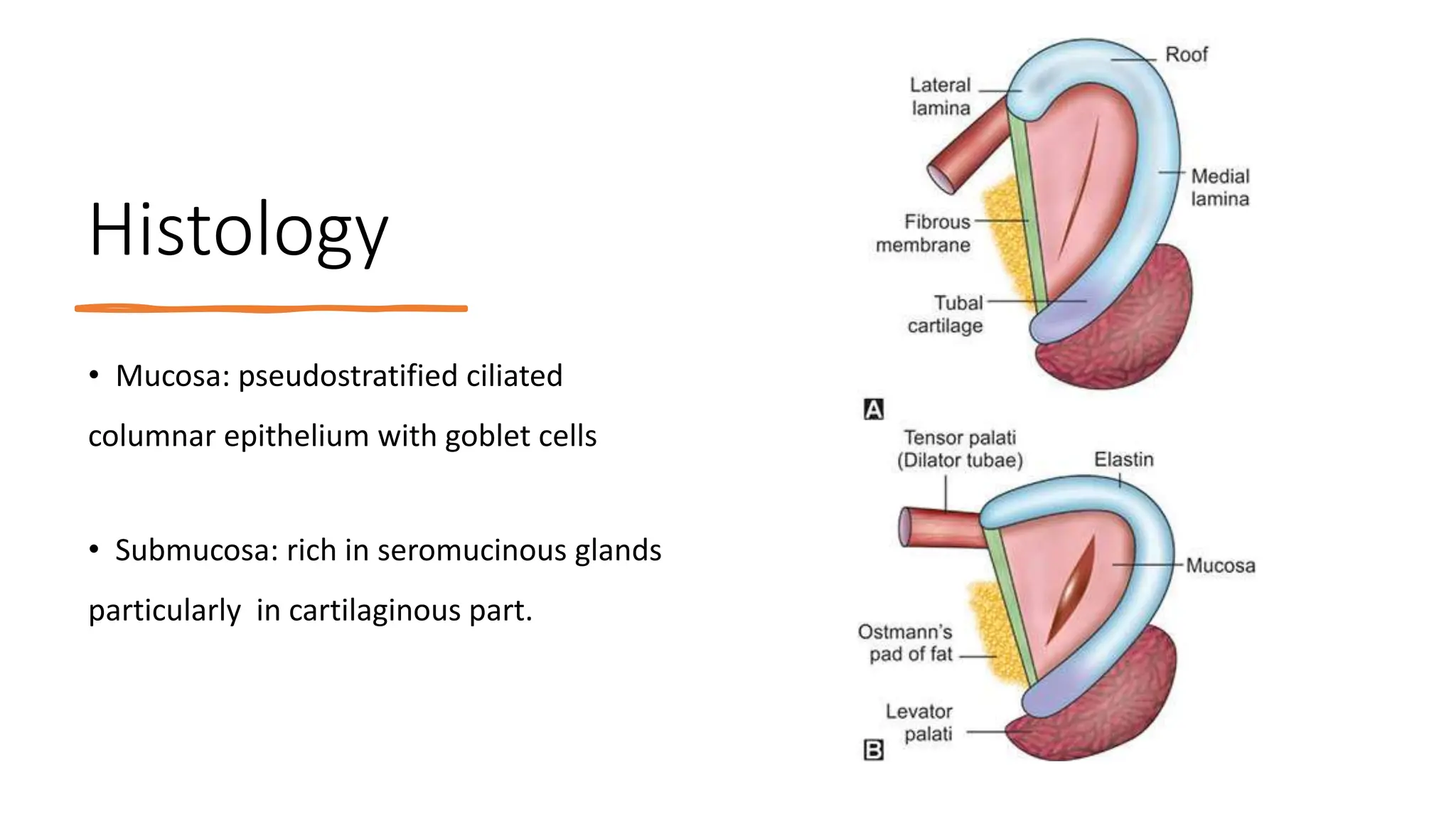Eustachian tube dysfunction ENT presentation.pptx