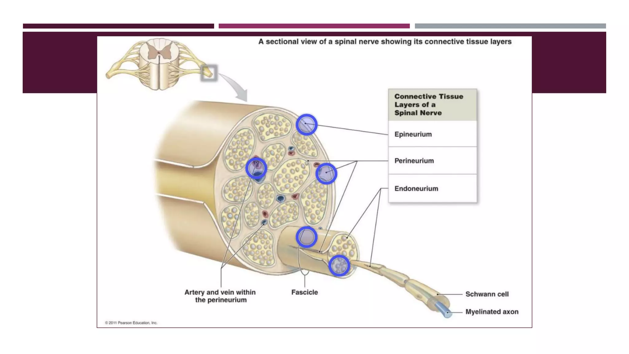 Entrapment Neuropathies in Upper Limb.pptx