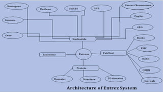 presentation on entrez in bioinformatics | PPTX