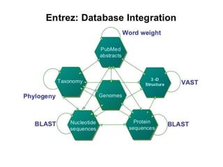 Entrez databases | PPTX