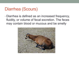 Entritis and diarrheal diseases of sheep and goats | PPTX