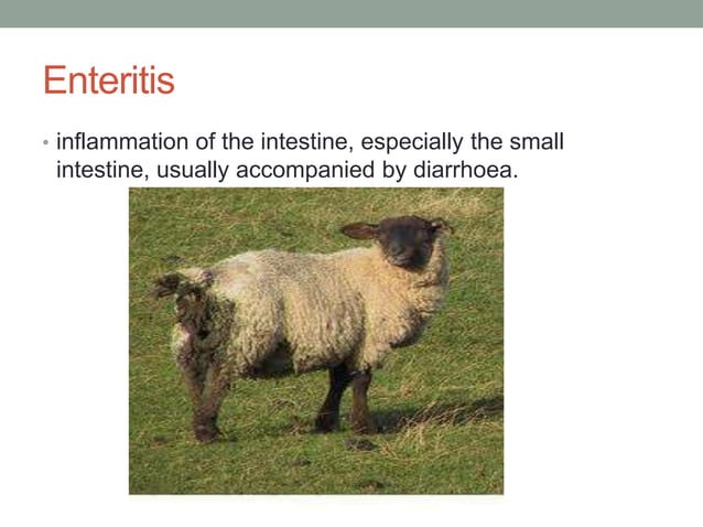 Entritis and diarrheal diseases of sheep and goats | PPTX