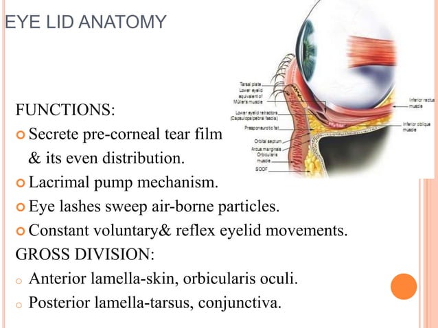 Entropion | PPTX | Eye and Vision Conditions | Diseases and Conditions