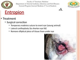 entropion, ectropion, and cherry eye.pptx