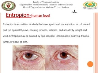 entropion, ectropion, and cherry eye.pptx
