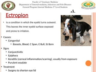 entropion, ectropion, and cherry eye.pptx