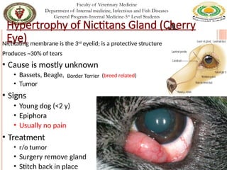 entropion, ectropion, and cherry eye.pptx