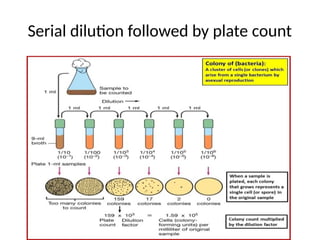 enumeration of bacteria. enumeration of bacteria | PPTX