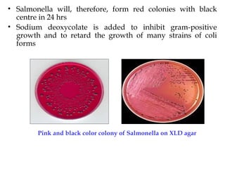 Xld Agar Shigella