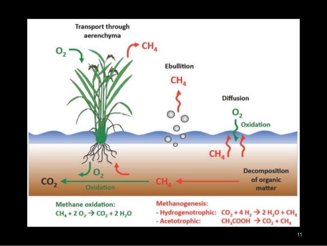 Methane emissions from rice fields and its mitigation options by vina…