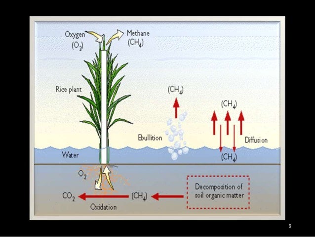 Methane emissions from rice fields and its mitigation options by vina…