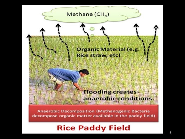 Methane emissions from rice fields and its mitigation options by vina…