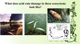 Global Warming, Greenhouse effect and Acid Rain | PPTX