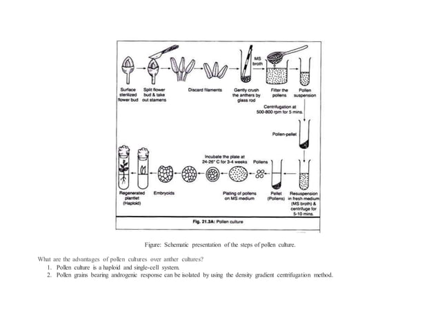 Environmental biotech and plant tissue culture protocols | DOC | First ...