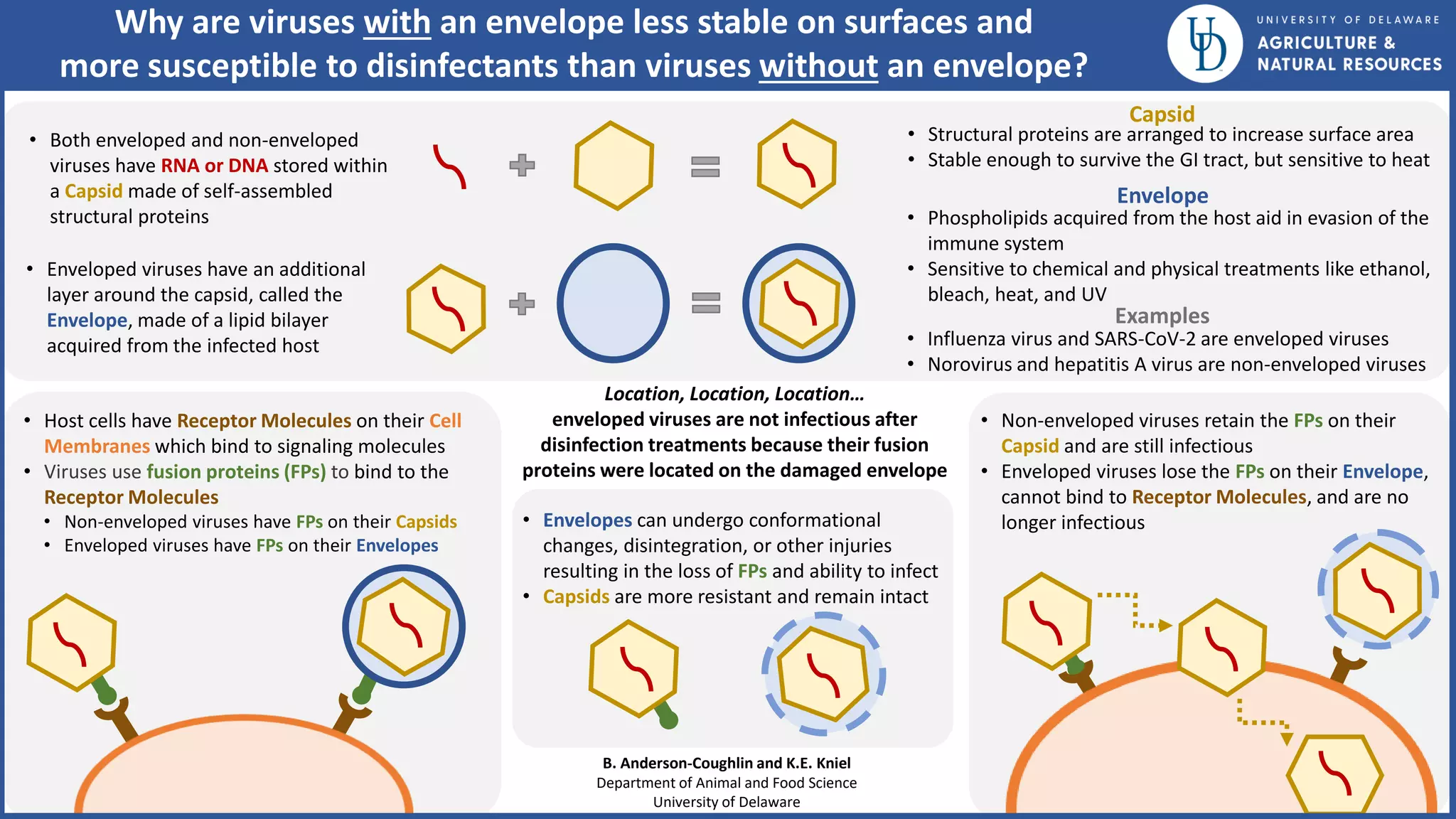 enveloped-vs-unenveloped-virus.pdf
