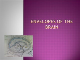 Envelopes of the brain | PPT