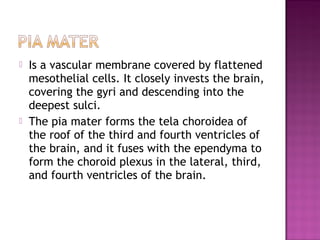 Envelopes of the brain | PPT