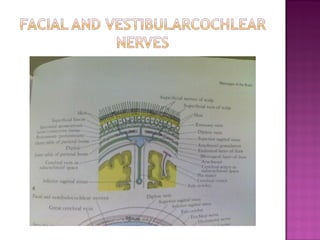 Envelopes of the brain | PPT