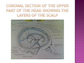 Envelopes of the brain | PPT