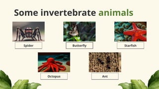 Vertebrate and Invertebrate Animals.pptx
