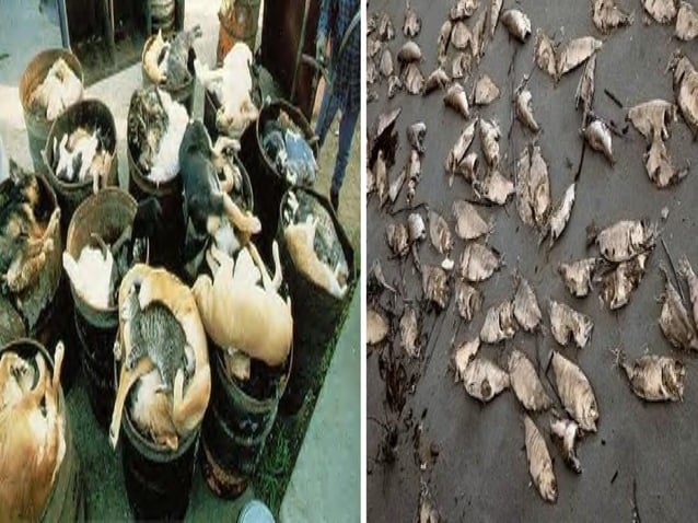 Environmental issues,concerns and problems | PPT | Environmental ...