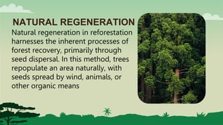 Forest Management- Simple Explanation on Why it's needed | PPTX