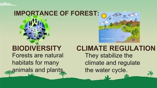 Forest Management- Simple Explanation on Why it's needed | PPTX