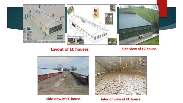 Enviornmentally controlled houses for broiler production | PPTX ...