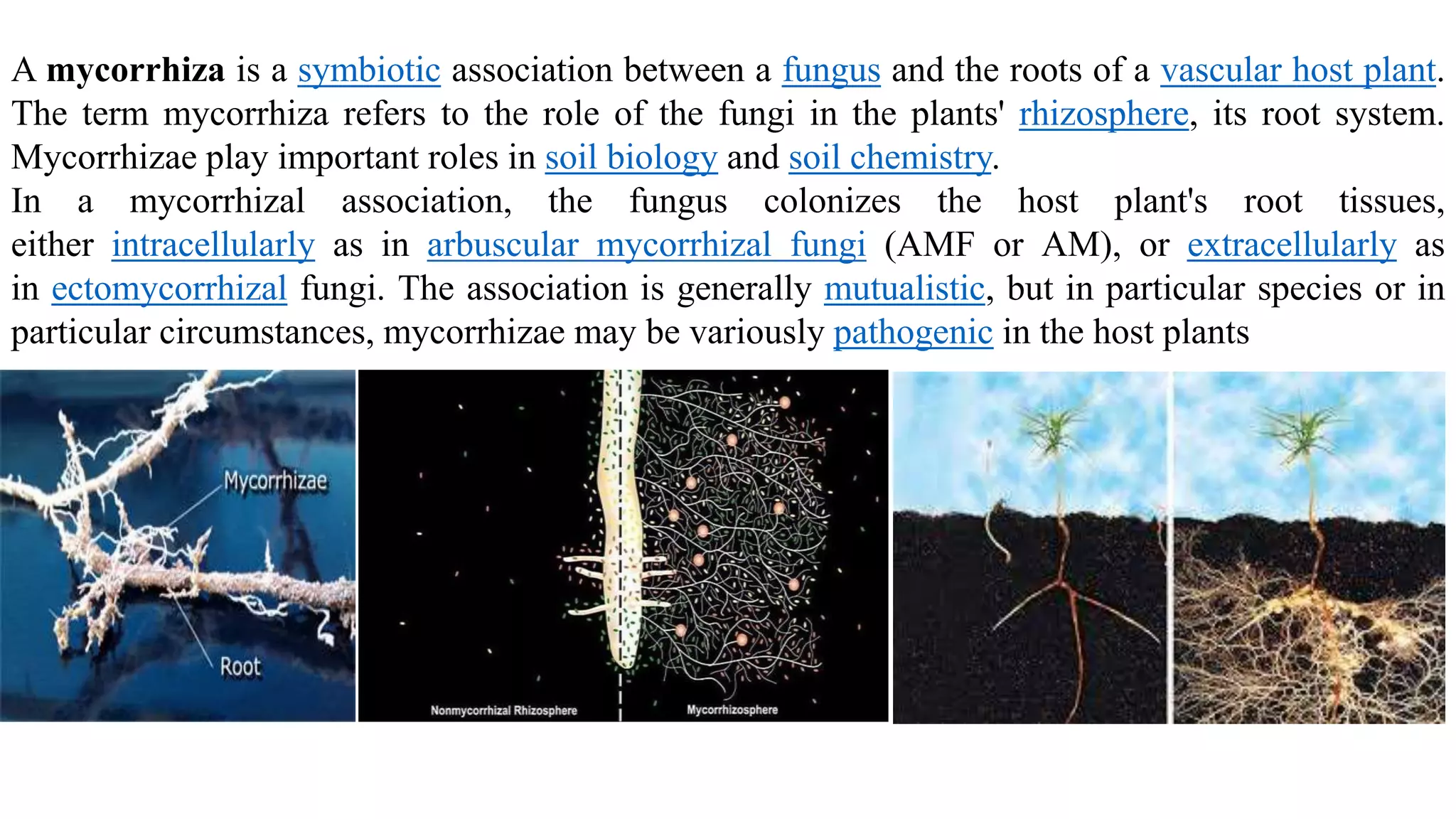 environmental microbiology | PPT