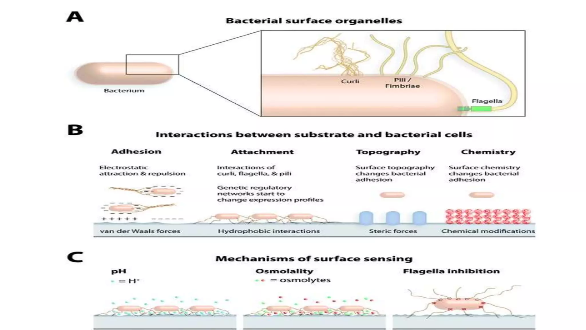 environmental microbiology | PPT