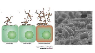 environmental microbiology | PPT