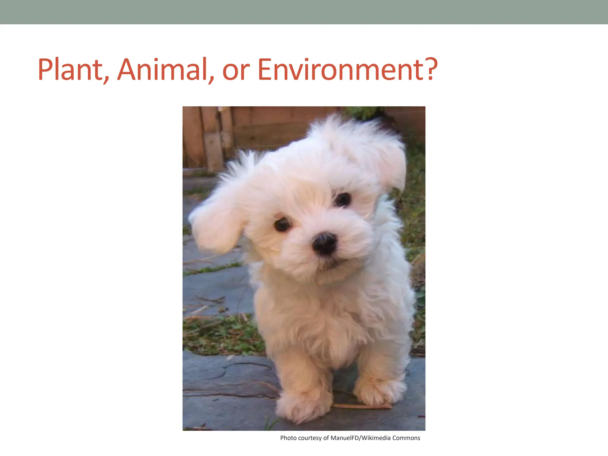 Environement of plant and animals definations.pptx