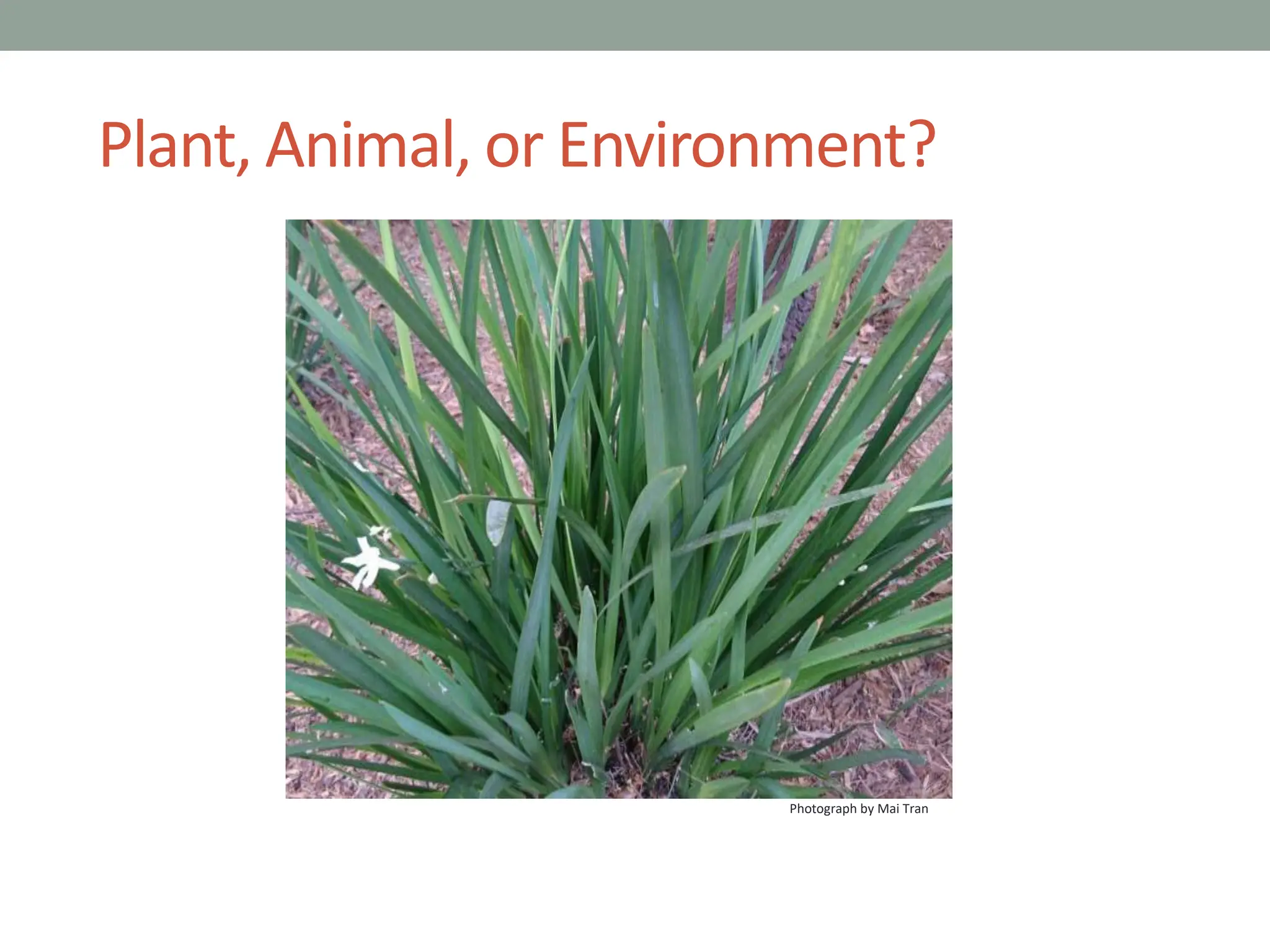 Environement of plant and animals definations.pptx