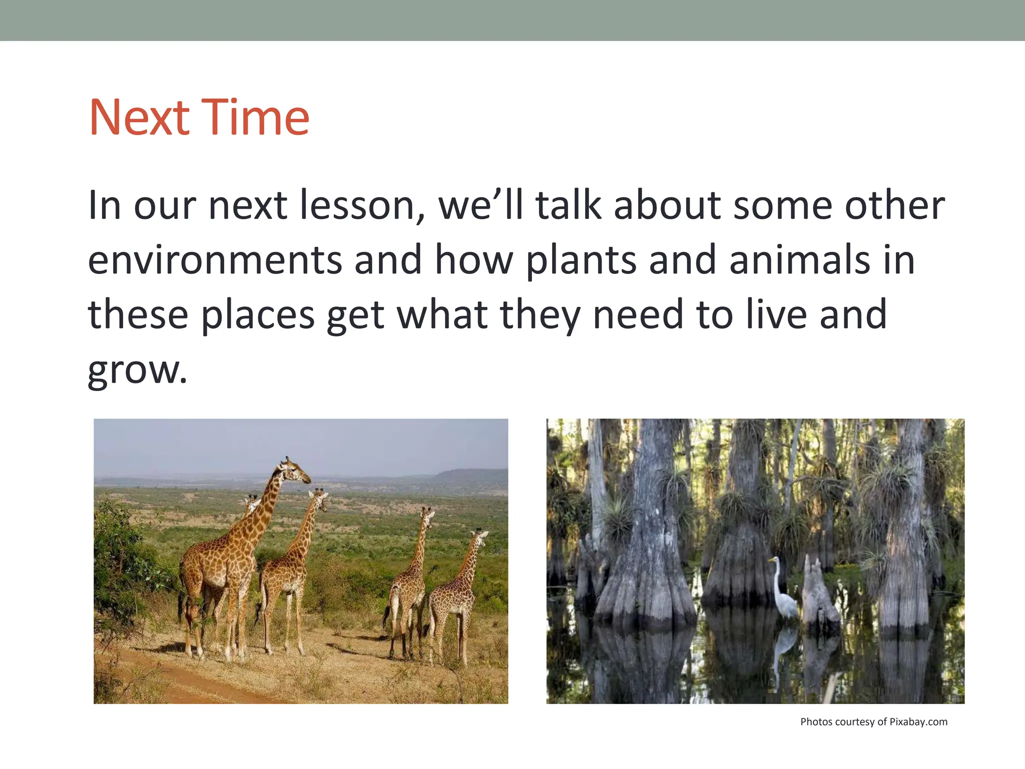 Environement of plant and animals definations.pptx